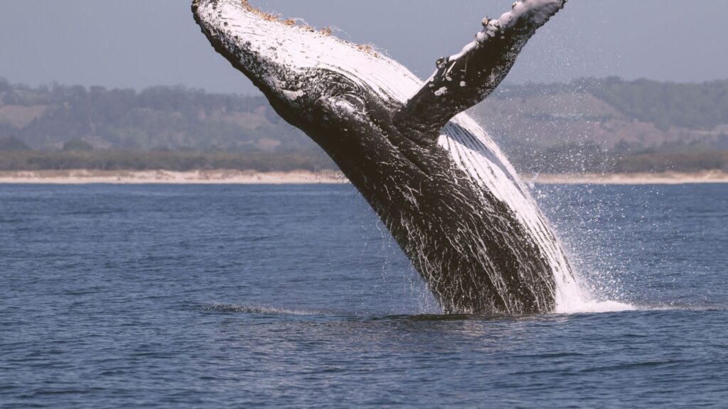 DeepSeek Launches FlashMLA, an MLA Decoding Kernel for Hopper GPUs 2025 | Best Free AI Tools